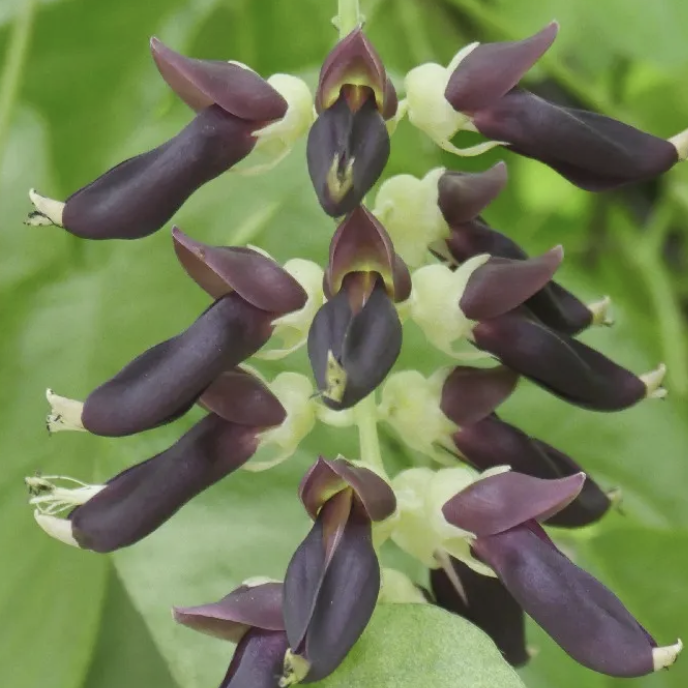 Angaza Consultnats - Soya beans, Avocado Farming, Mucuna Beans